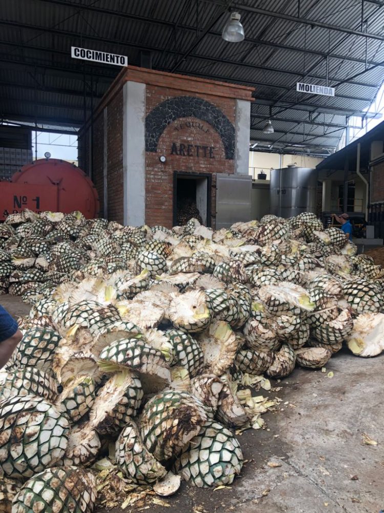 How Tequila Is Made: From Agave Field to Your Glass – Familia Kitchen