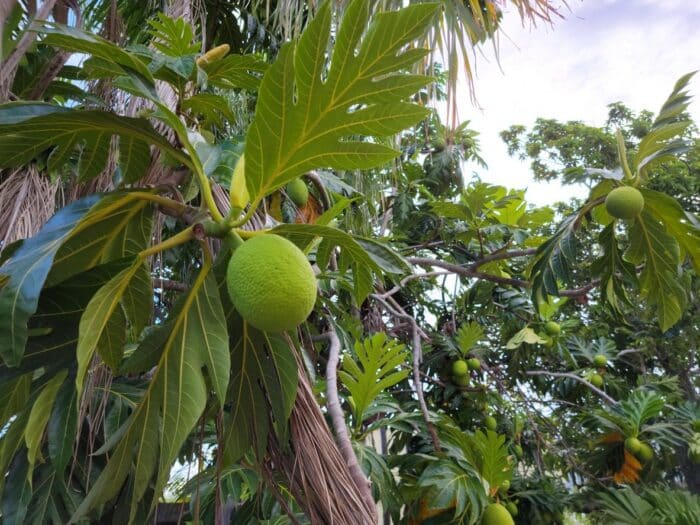 Meet Carlos Portela, Puerto Rico’s Acclaimed, Visionary Chef of Orujo ...