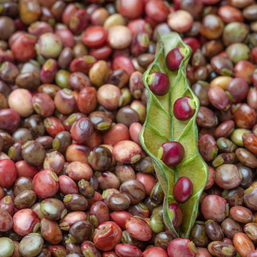 Belqui’s Dominican Pernil with Sazon – Familia Kitchen