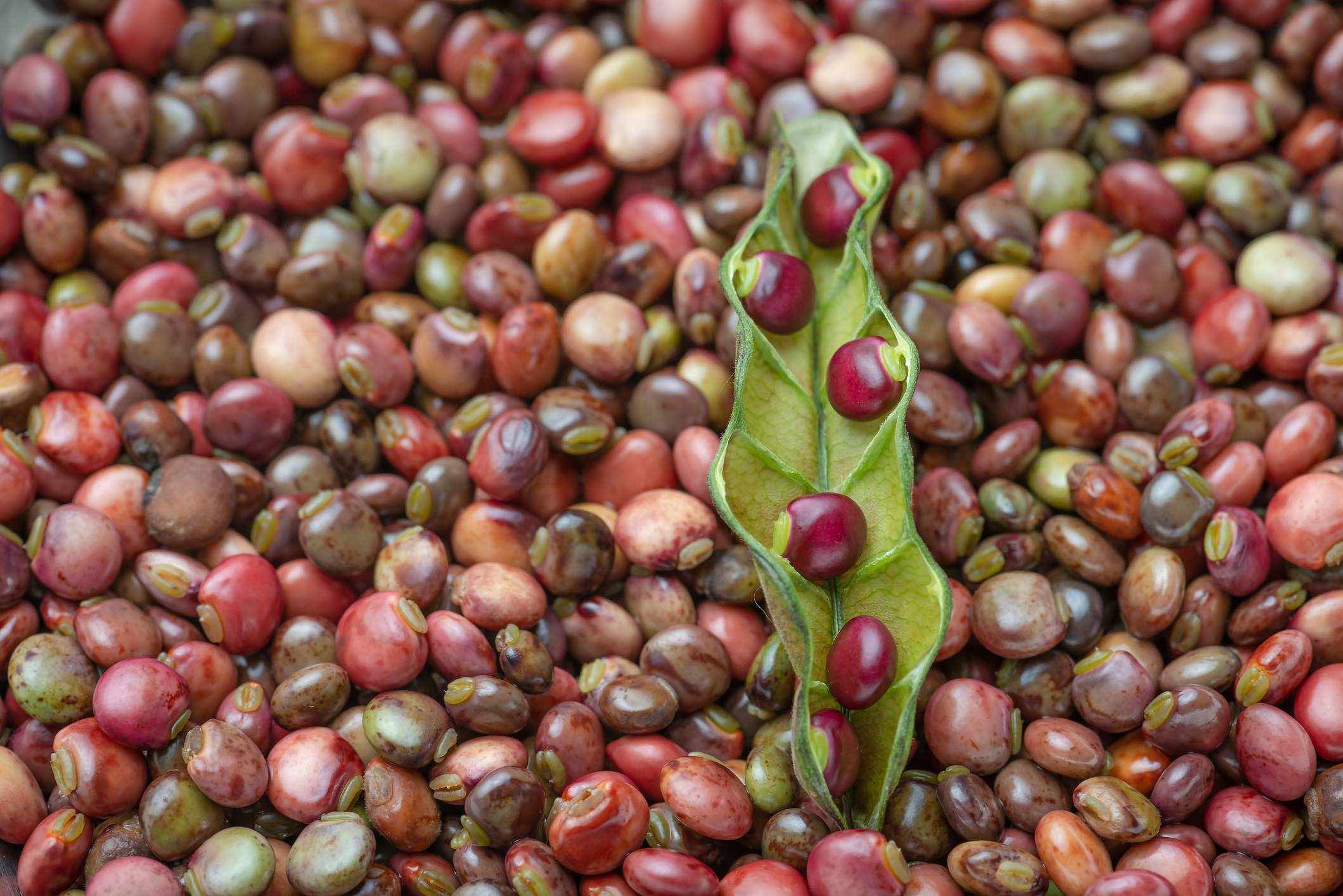 The History of Arroz con Gandules — Plus: 5 Pigeon Peas & Rice Recipes ...